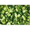 1000 CALABRESE BROCCOLI ITALIAN Green Sprouting Vegetable Brassica ...