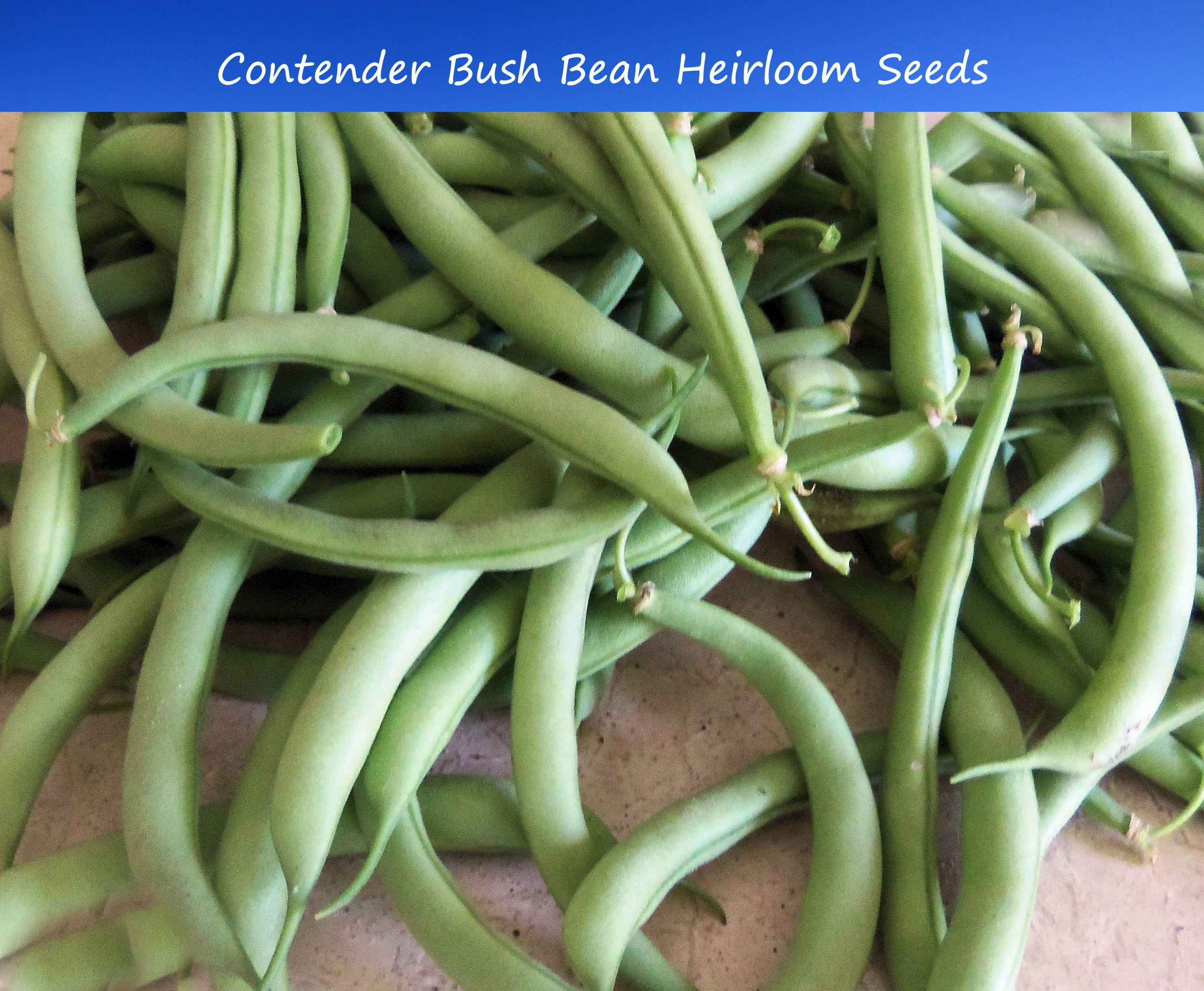 Bean SEEDS --Contender Bush Bean- 100 seeds- 6-8 inch stringless pods ...