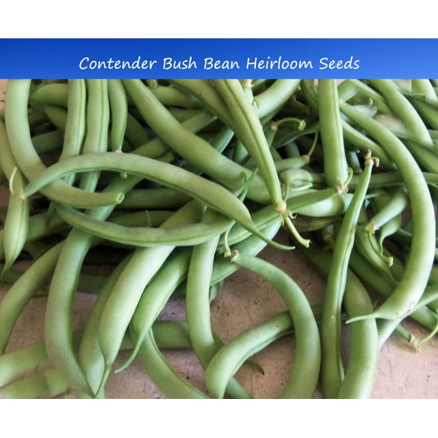 Bean SEEDS --Contender Bush Bean- 100 seeds- 6-8 inch stringless pods ...