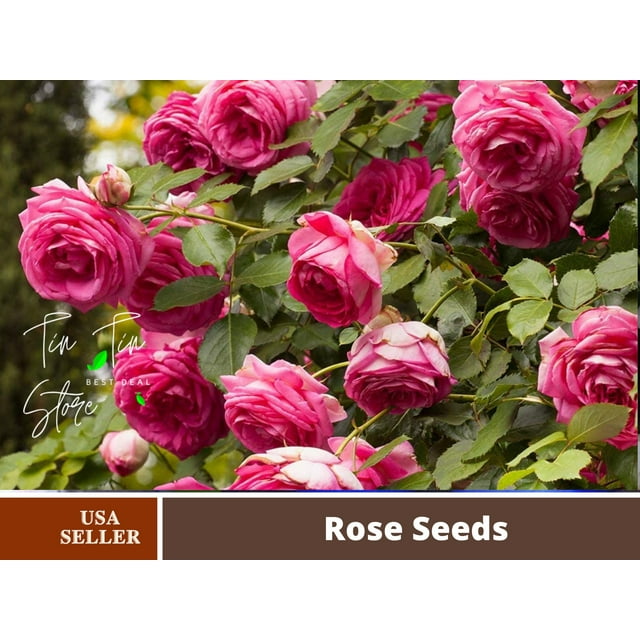 30 Rare Seeds| Pretty in Pink Climbing Rose Bush Flower Seeds#1115 |BUY ...