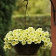 Easy Wave Yellow Petunia Spreading Flower Seeds - 30 Seeds - Walmart.com