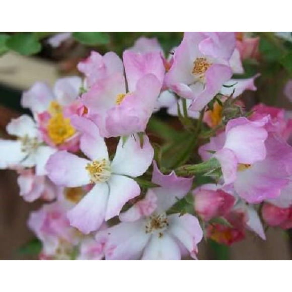Miniature Roses