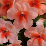 Outsidepride Crossandra Yellow Splash - 30 Seeds - Walmart.com