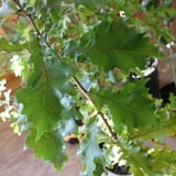 3 gal Swamp Chestnut Live Oak Tree with Full Sunlight - Walmart.com