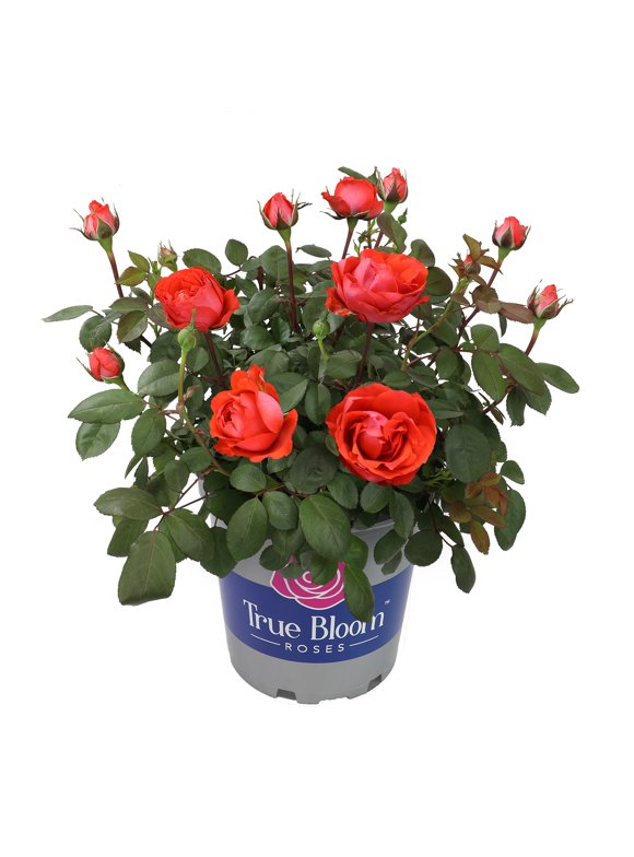 Rose Bushes in Garden Bushes - Walmart.com