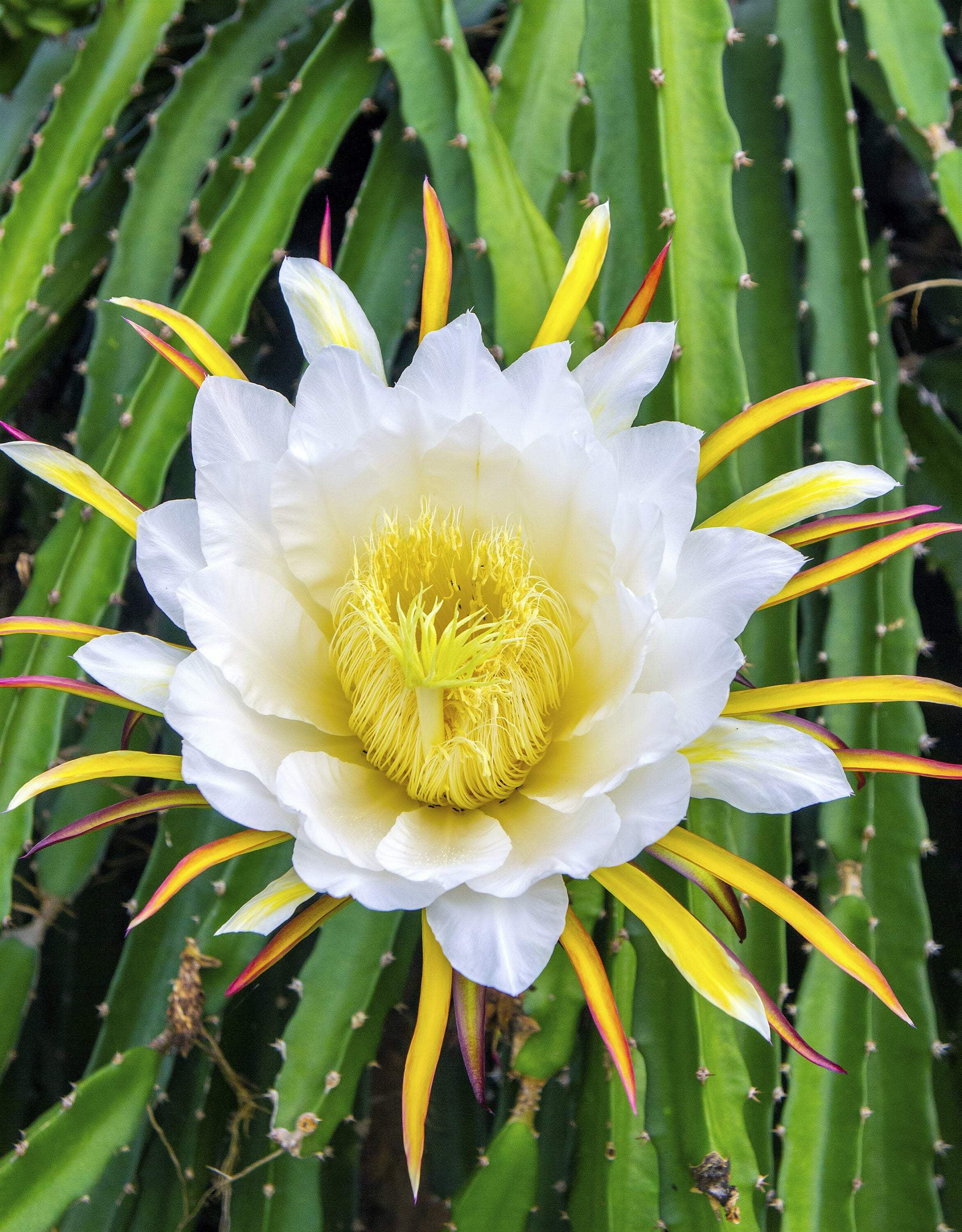 20 *SEEDS Yellow Dragon Fruit ( Pitaya / Pitahaya / Philippines | Ubuy