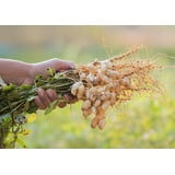 20 Peanut Seeds in The Shell for Planting - Grow Your Own Peanuts ...