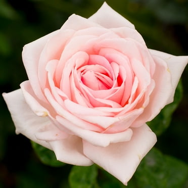 Heirloom Roses - Portrait Hybrid Tea Rose Plant - Walmart.com