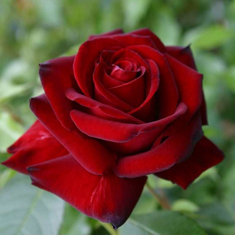 Black Magic Rose Bush