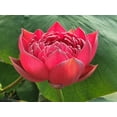 PEMDASGARDEN 5 Black Red Lotus Plant Seeds - Walmart.com