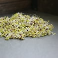 Chinese Cabbage Sprouting Seed - 1/2 Lbs (8 Oz.) - Perfect for Edible ...