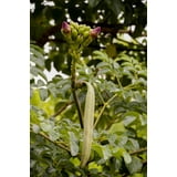 SEED PACK - -20 seeds- -Tropical Indian Trumpet Flower Tree -Rare ...