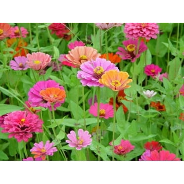 50 Pack, Carousel Mix Zinnia Elegans, Bicolor Flower Seeds in Mixed ...