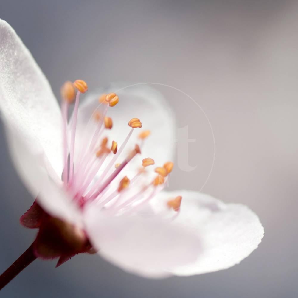 Cherry Blossom, Botanical Unframed Photographic Print Wall Art Sold by ...