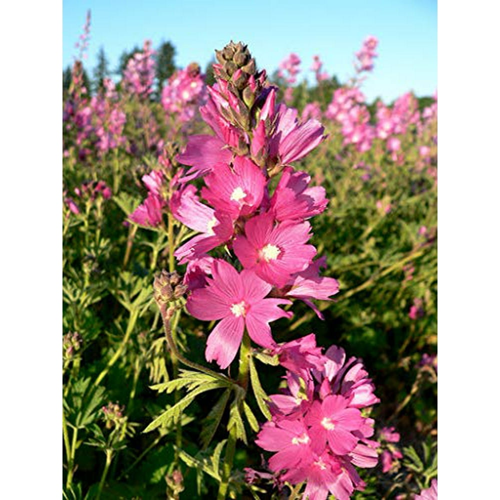 Rose Checker Mallow Perennial Flower Seeds, 25 Heirloom Seeds Per ...