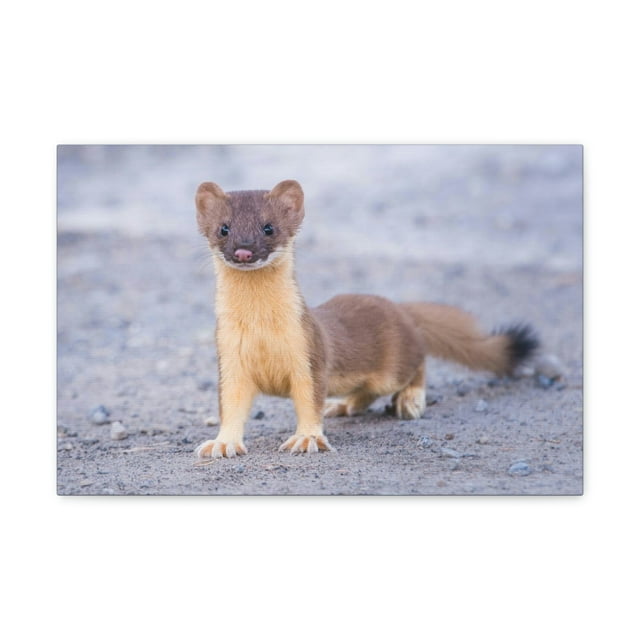 Majestic Weasel Art Majestic Weasel Print Animal Wall Art Wildlife ...