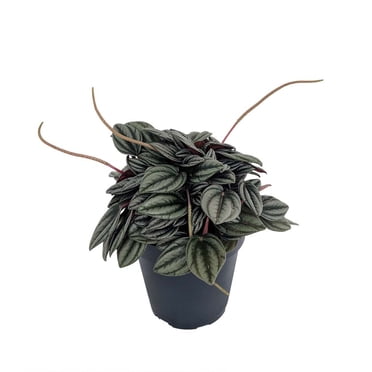 Taco Leaf Peperomia - Peperomia axilaris - Easy Succulent Houseplant ...