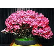Bonsai Flamboyant Flame Tree Seeds to Grow | 20 Seeds | Delonix regia ...
