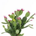 Live Easter Spring Cactus Plant - 4" Decorative Eco Pot - Walmart.com
