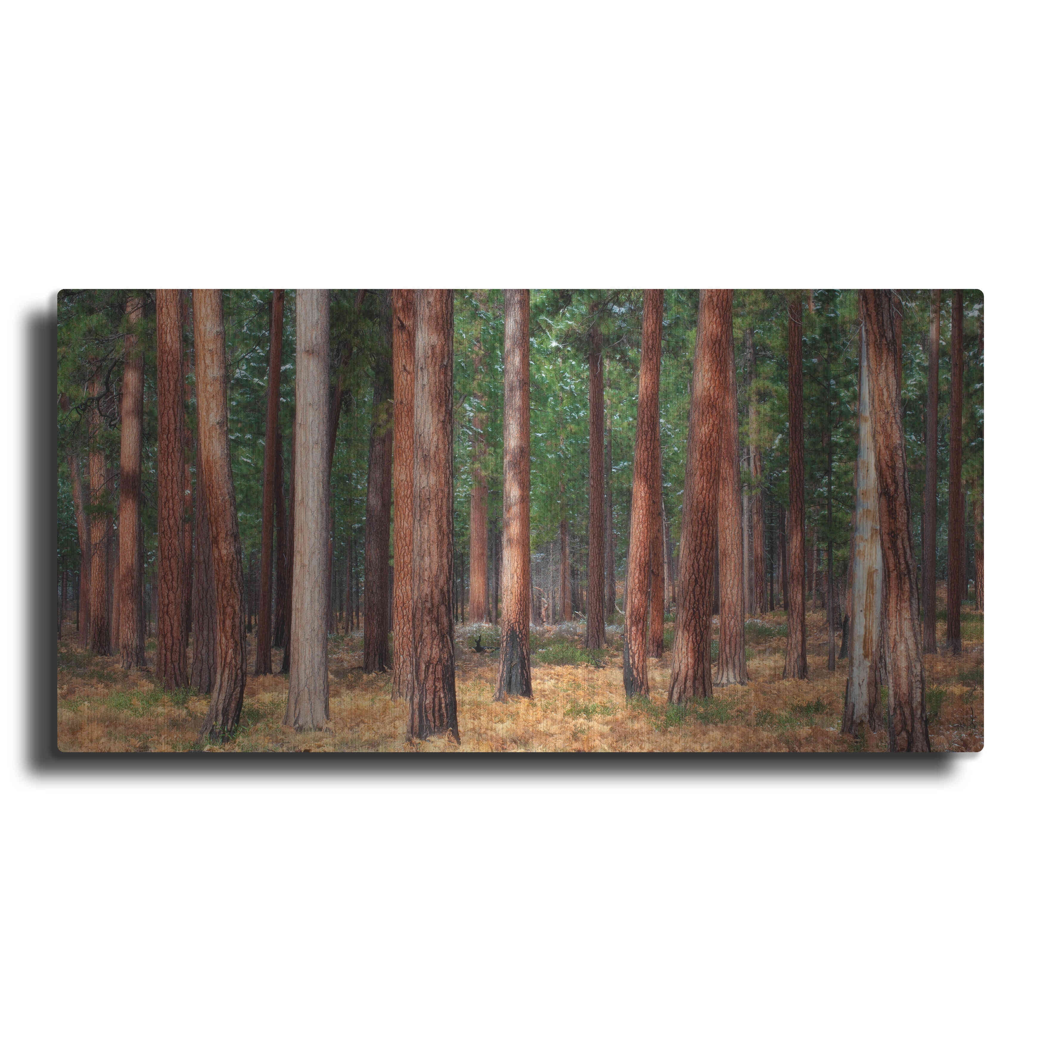 Luxe Metal Art 'Ponderosa Trunks' by Thomas Haney, Metal Wall Art, 48 ...