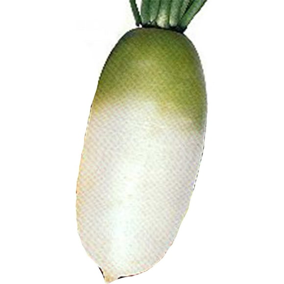 Korean Radish