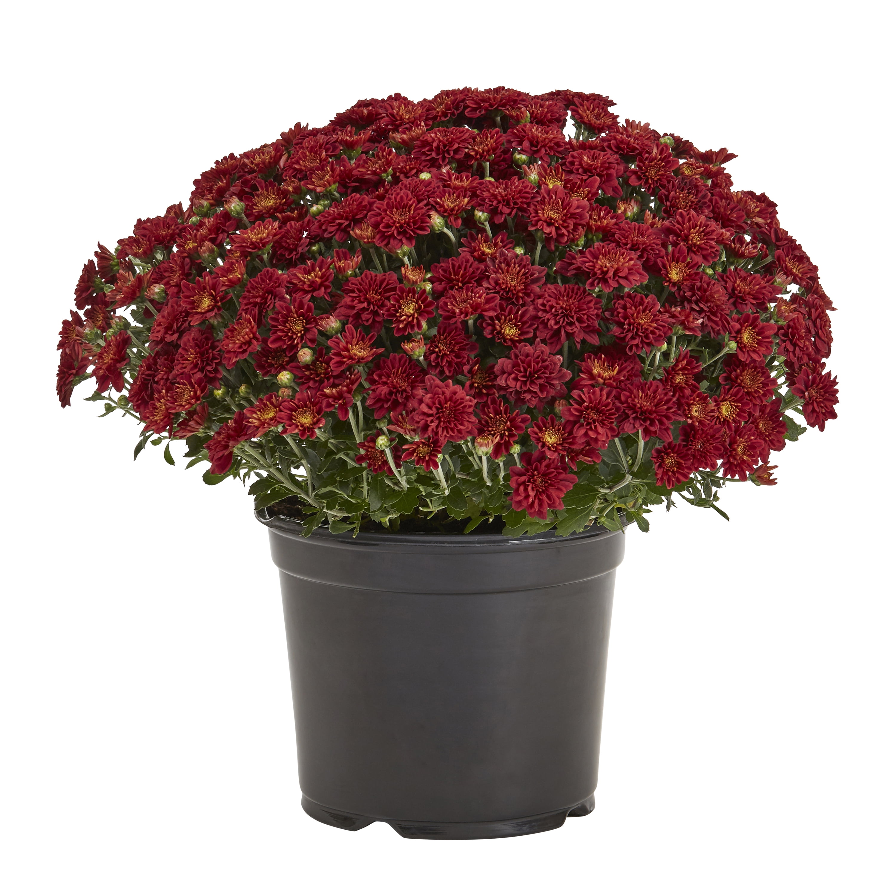 Expert Gardener 3QT Red Garden Mum Live Plants with Grower Pot ...