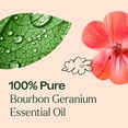 Plant Therapy Geranium Bourbon Essential Oil 100% Pure, Undiluted ...