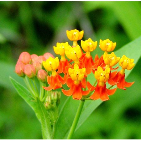 Swamp Milkweed Packet Duo (Asclepias incarnata) Open Pollinated Flower ...