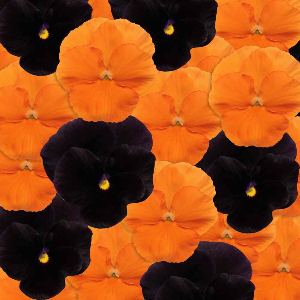 Outsidepride Pansy Panola Halloween Mix - 100 Seeds - Walmart.com