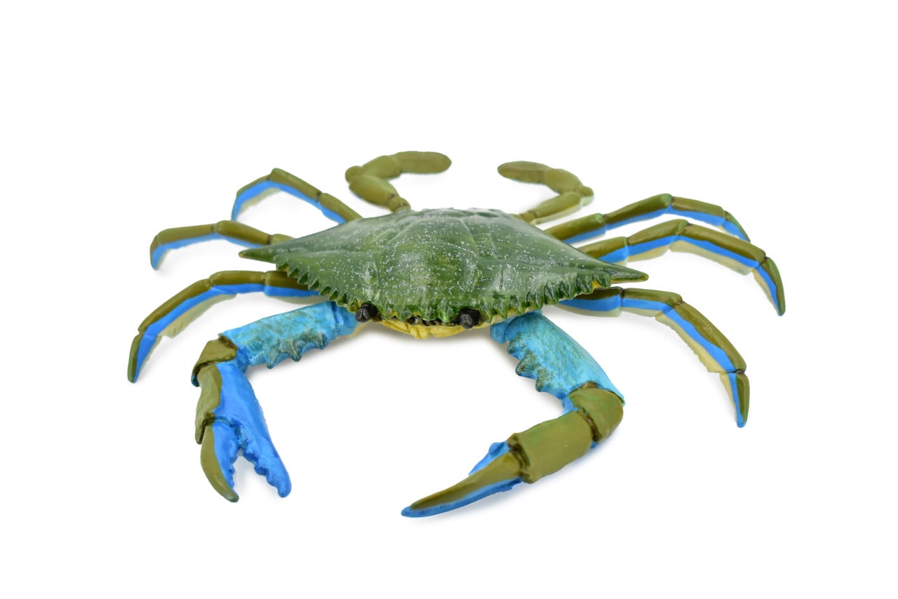 Crab, Blue Crab, Museum Quality, Rubber, Crustaceans, Educational ...