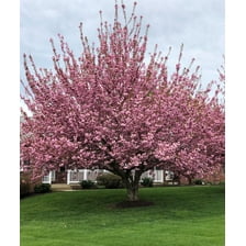 Mini Blues Blueberry Bush - Live Plant - ( 2.5 QT ) - Walmart.com