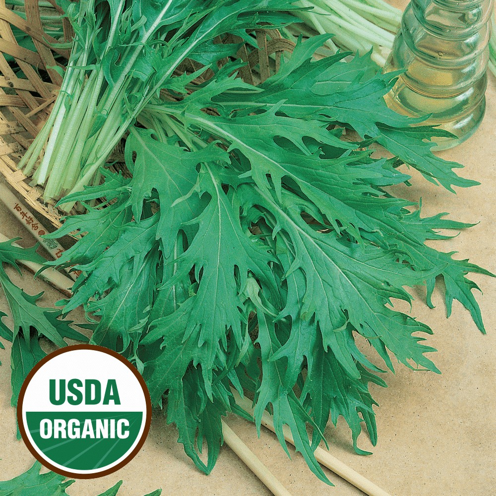 Everwilde Farms - 1000 Organic Mizuna Chinese Cabbage Seeds - Gold ...