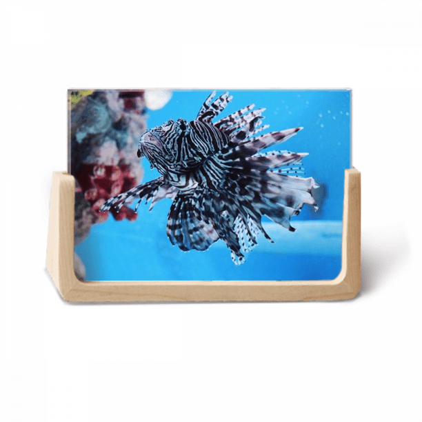 Fish Photo Frames