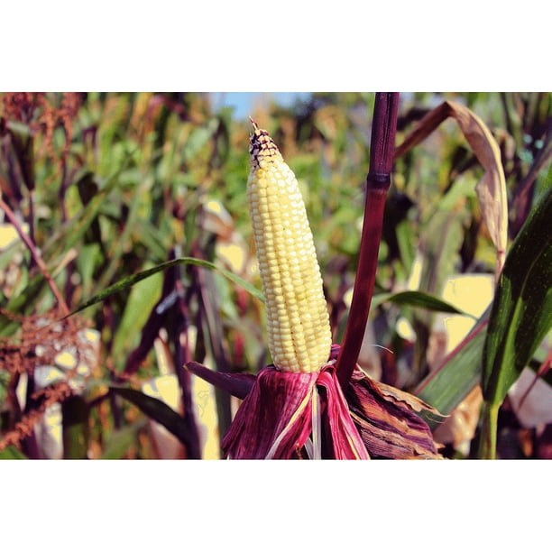50 KANDY KORN CORN Sweet Yellow Corn Red Husk H.S.E. Zea Mays Vegetable ...