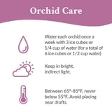 Just Add Ice 16-30" Watercolor Blue Premium Orchid Duo Live Plants in ...