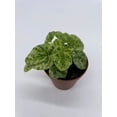 Variegated Emerald Ripple Peperomia, Freckles, Caperata, 2 inch Pot ...