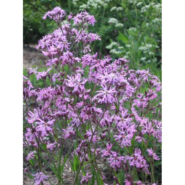 100 RAGGED ROBIN Pink Purplish Lychnis Flos Cuculi Flower Seeds ...