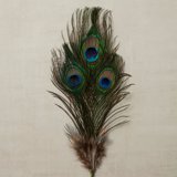 Peacock Feather Picks by Ashland® - Walmart.com