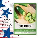 Spacemaster Cucumber Seeds - Walmart.com