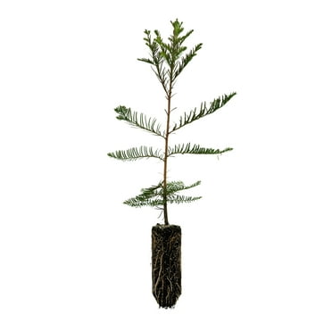 Incense Cedar | Medium Tree Seedling | The Jonsteen Company - Walmart.com