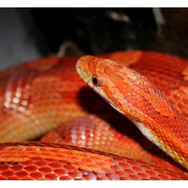 Orange Jungle Corn Hybrid Snake Reptile-20 Inch By 30 Inch Laminated ...