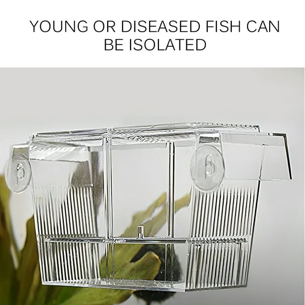 Transparent Acrylic Fish Breeding Isolation Box Aquarium Hatchery ...
