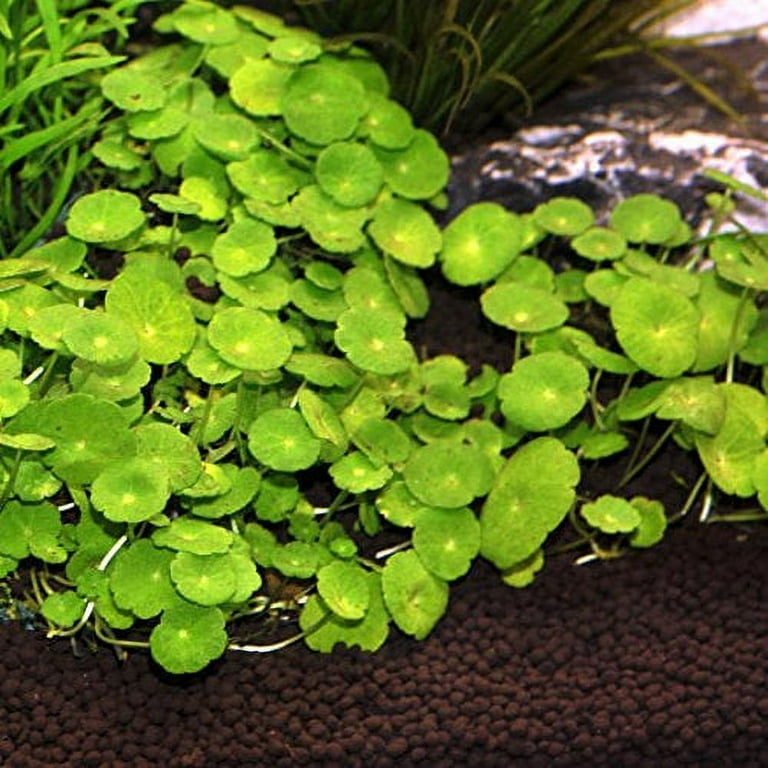 Pennywort Aquarium