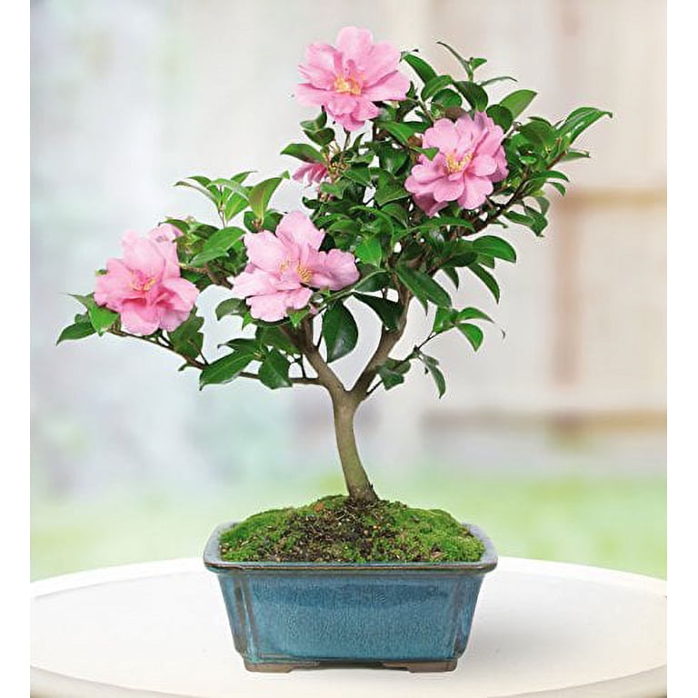 Camellia Bonsai Tree Care Expert Tips For Thriving Plants