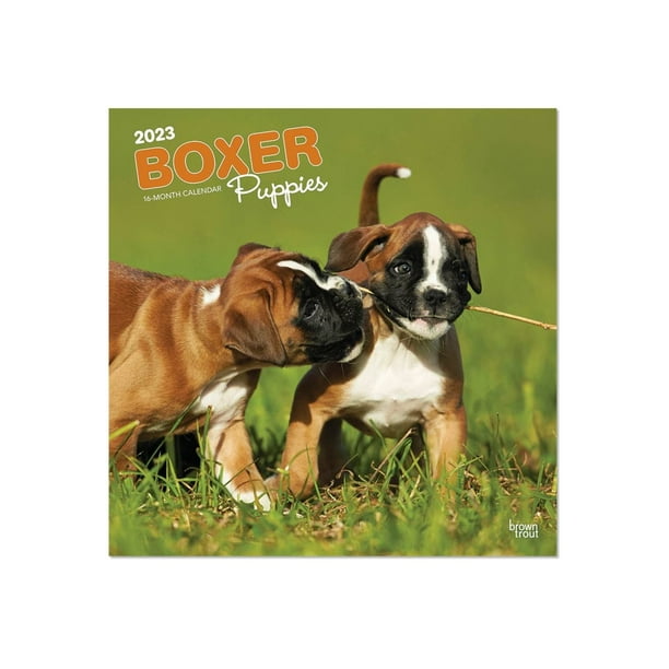 BrownTrout - 16-month calendar - wall mount - 2023 - just boxer puppies ...