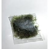Java Moss Vesicularia Dubyana Live Freshwater Aquatic Aquarium Plants ...