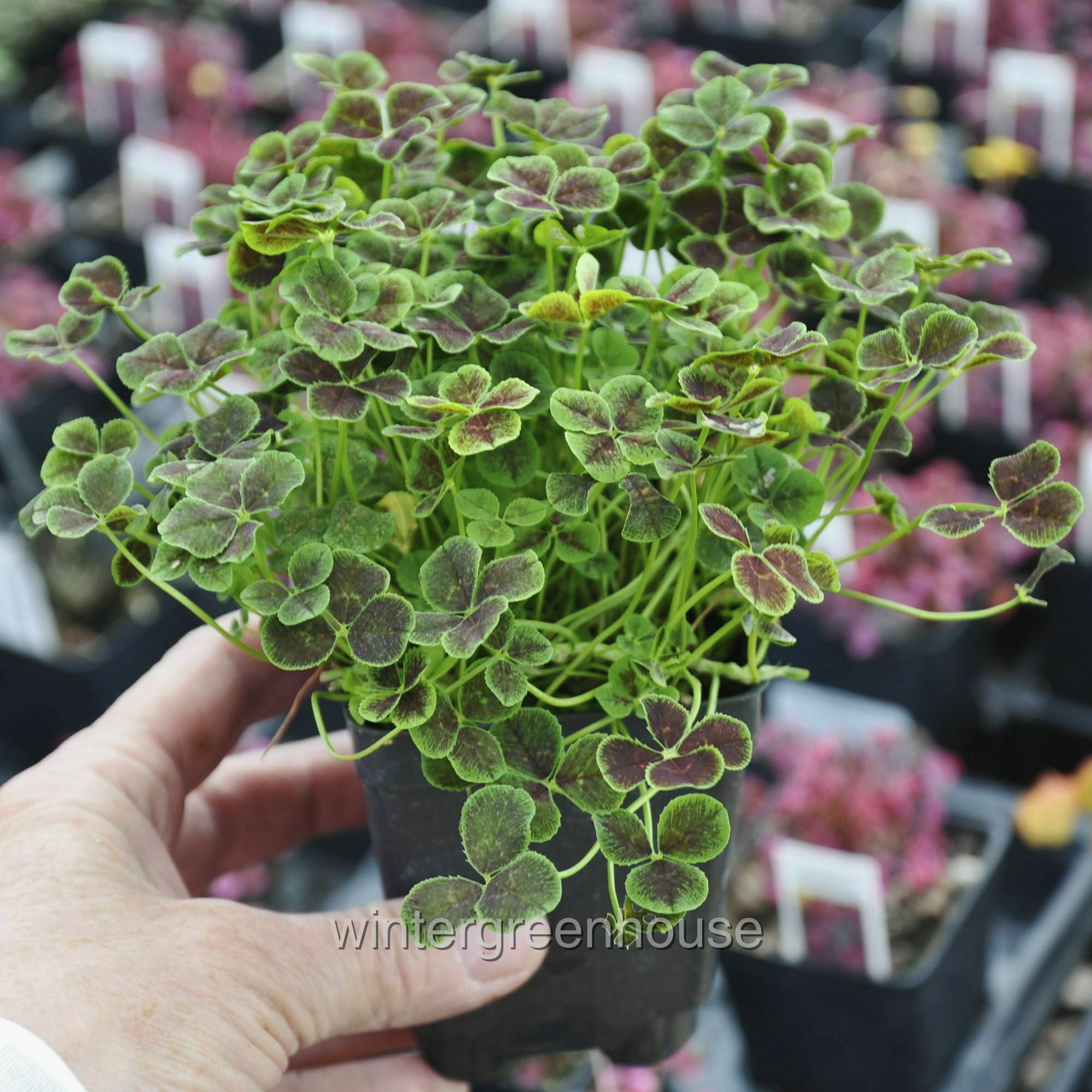 Buy Trifolium Repens Atropurpureum, Dutch Clover - Pot Size: 3 (2.6x3.5 ...