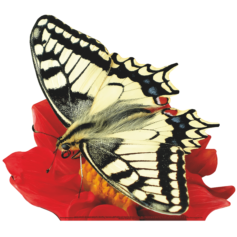 Butterfly Old World Swallowtail on Flower Cardboard Cutout Standee ...