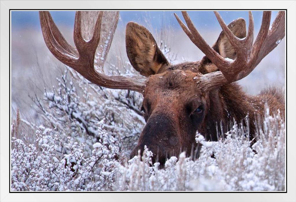 Hidden Moose Large Antlers Rack Bull Moose Hiding in Snow Dusted ...