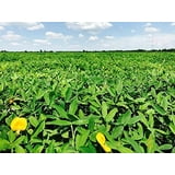 EcoTurf Perennial Peanut Grass 3pk - Drought Tolerant Ground Cover ...